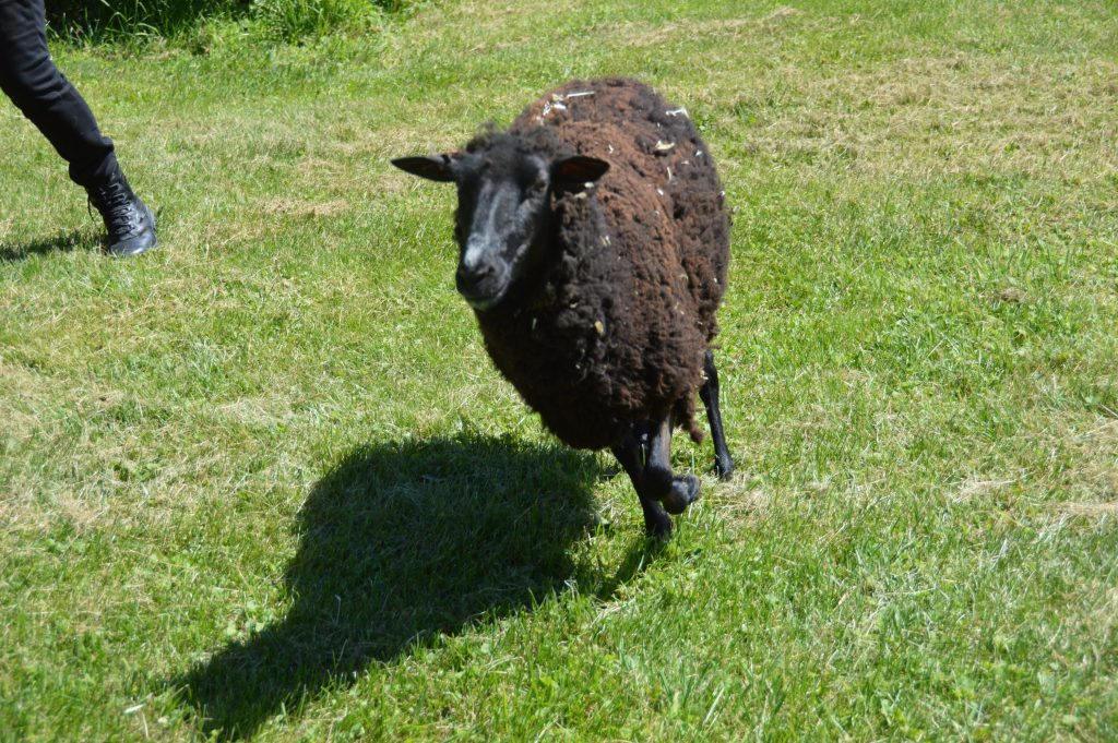 23 farm animals rescued from deplorable conditions | Pets Alive