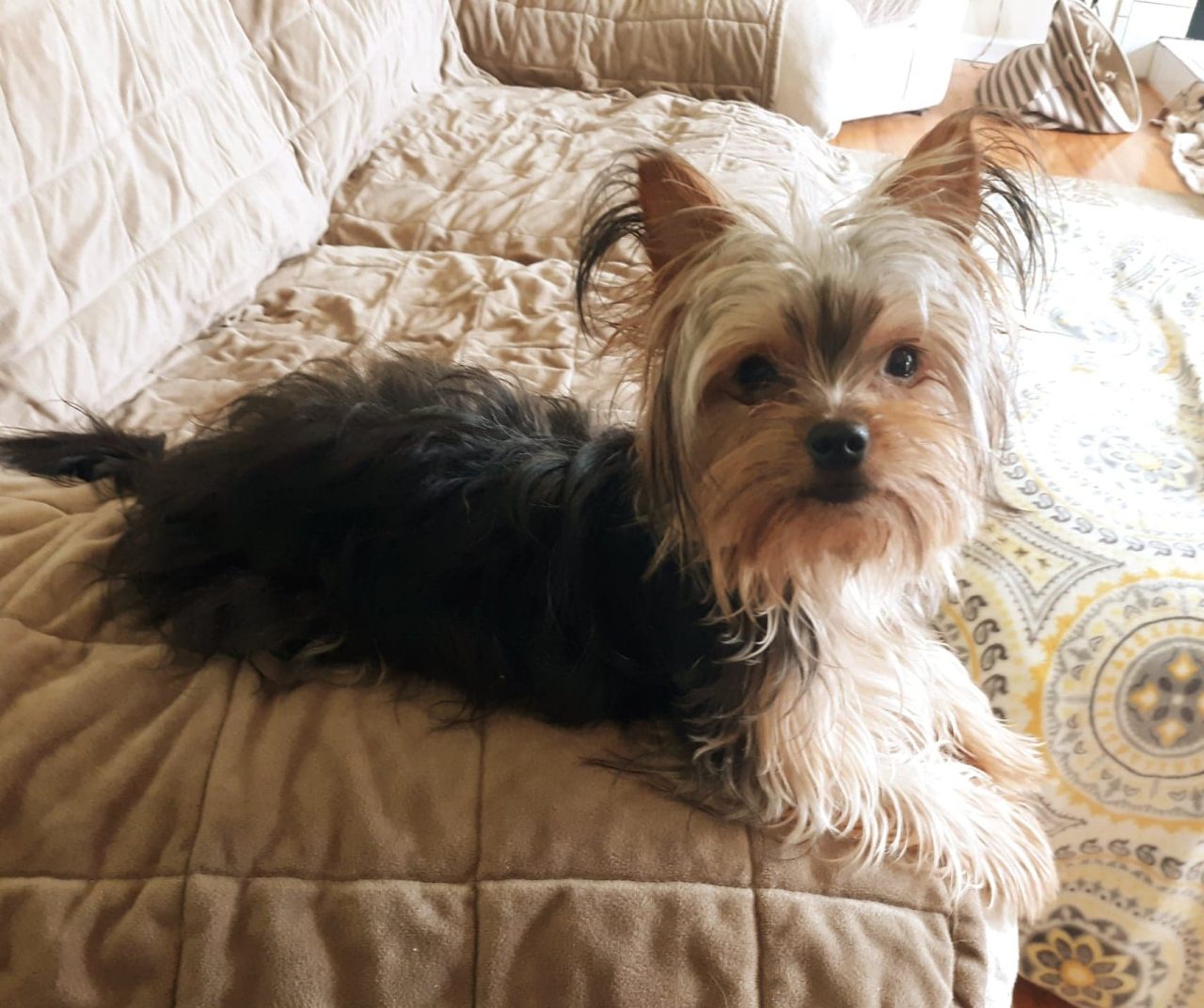 Adopting an Animal | Pets Alive