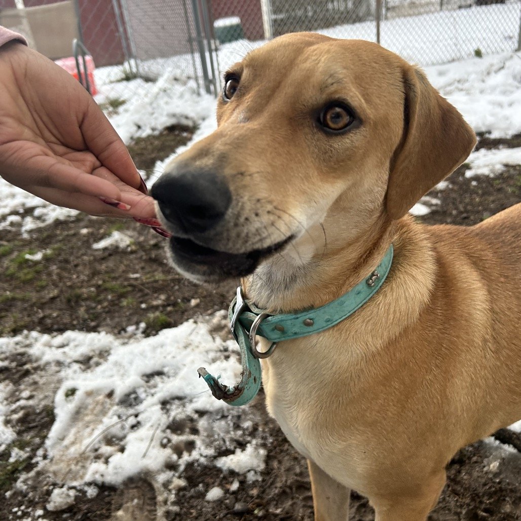 Adopting an Animal | Pets Alive