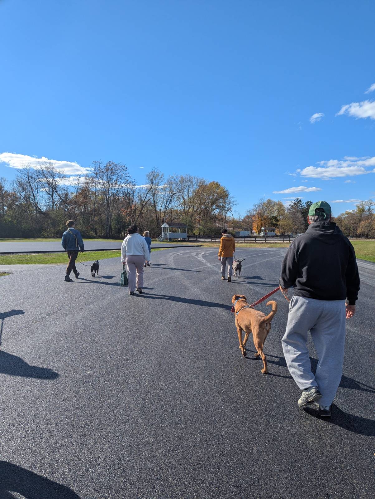 Meet the Dogs | Pets Alive